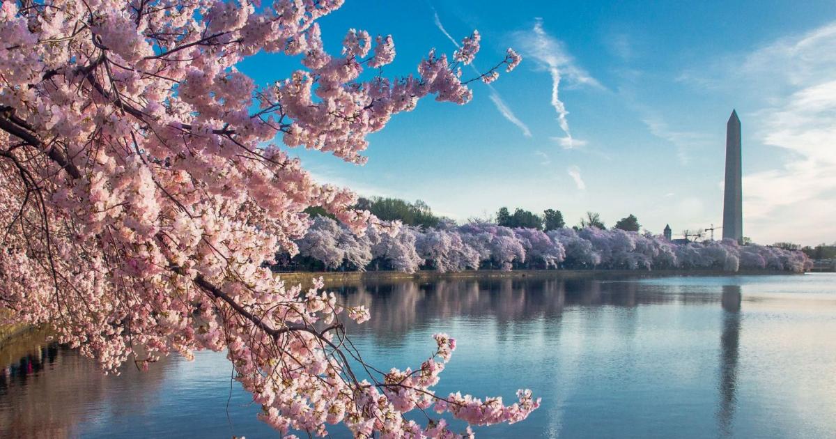 How the Cherry Blossoms Came to Washington (Spr 23,Vol:68 Issue:2)